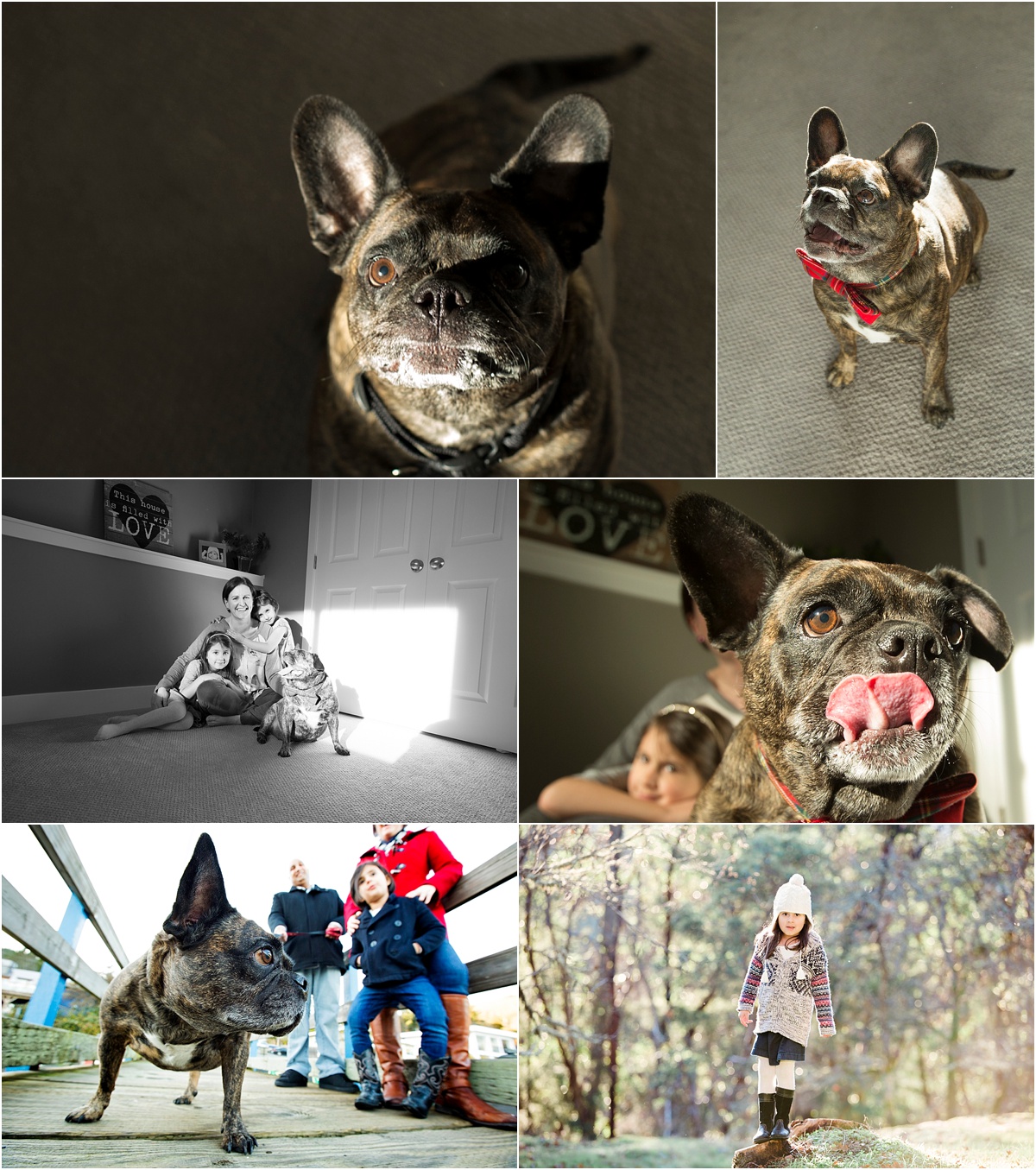 The Stupendous Stewie Dog » Muddy Love Pet Photography